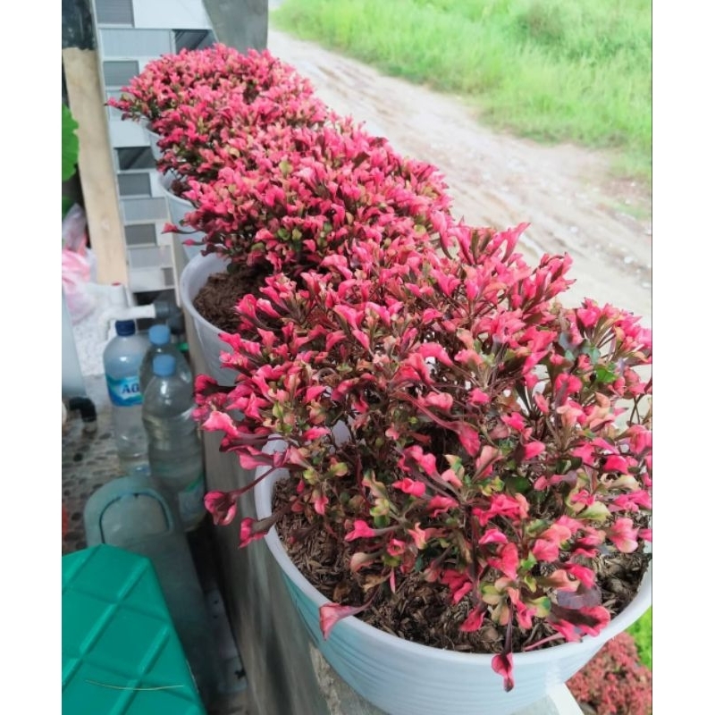 Jual Bunga krokot/portulaca Merah Tanaman Hias | Shopee Indonesia