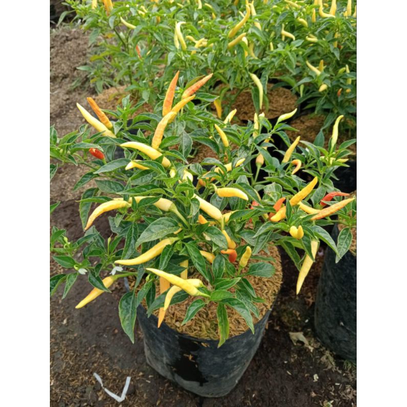 Jual Tanaman cabai rawit domba | Shopee Indonesia