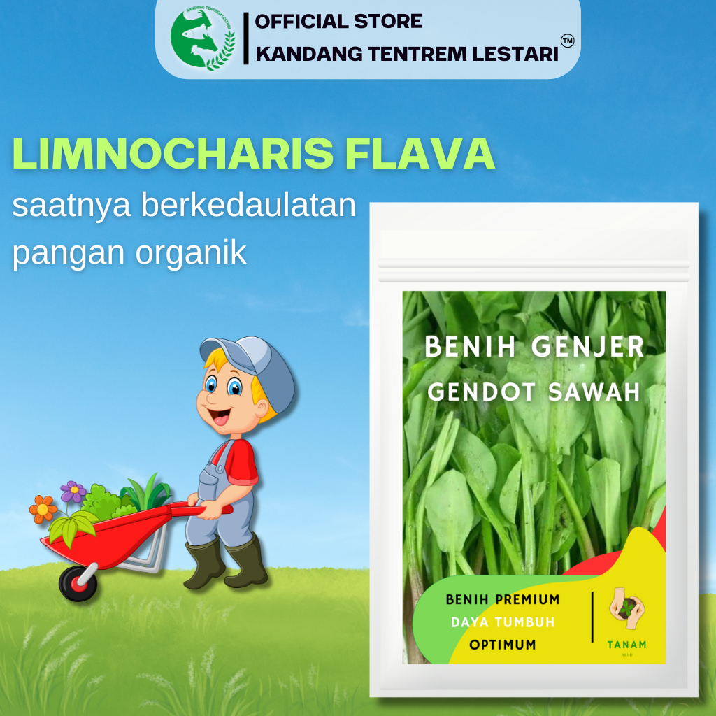 Jual Benih Sayur Genjer Gendot Ratusan Biji Unggul TANAM SEED | Shopee ...
