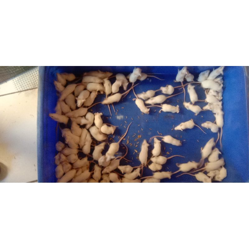 Jual Mencit Medium Tikus Putih Pakan Reptile Reptil Lab Laboratorium ...