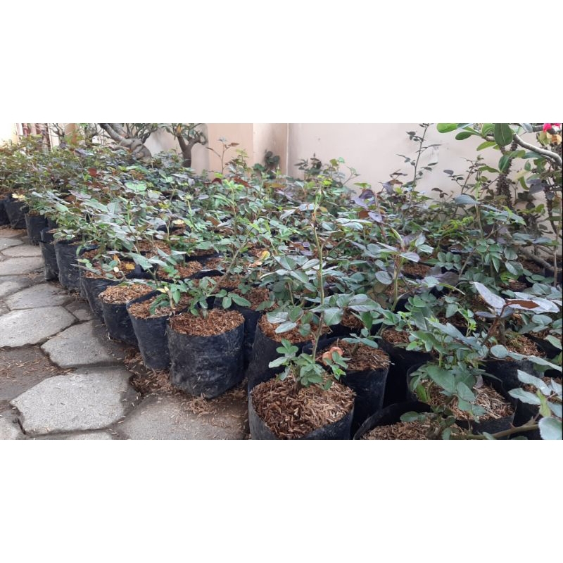 Jual pohon bunga mawar campuran tinggi pohon 10/15cm | Shopee Indonesia