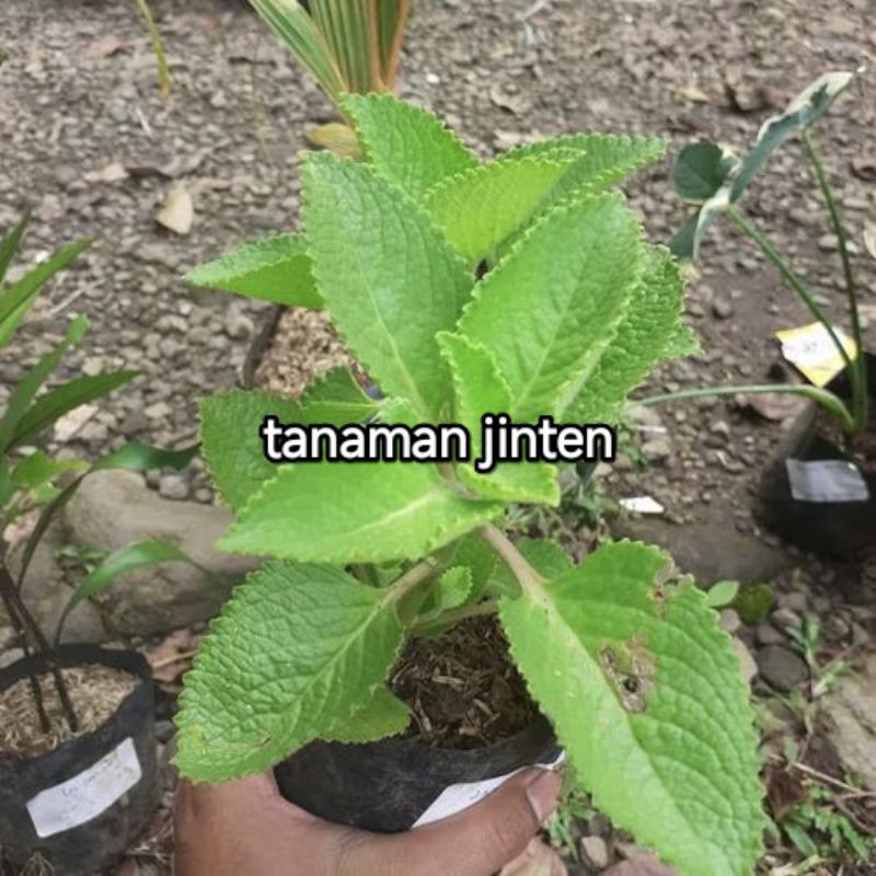 Jual BIBIT TANAMAN JINTEN//TANAMAN HERBAL | Shopee Indonesia