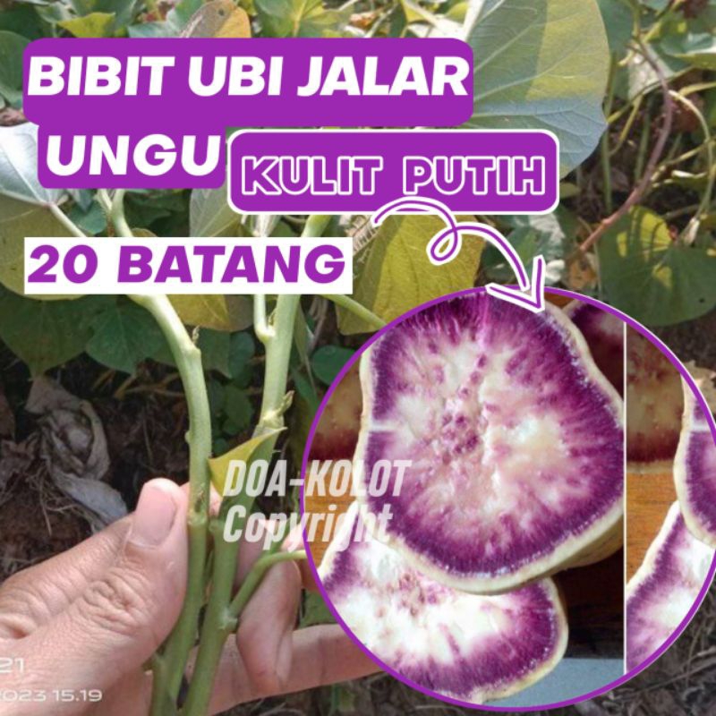 Jual Bibit Ubi Jalar Ungu Kulit Putih Langka 20 Batang / Ubi Jalar ...
