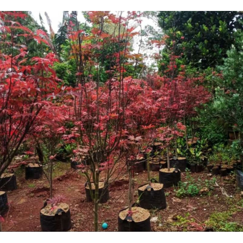 Jual Pohon Red maple jepang 2 meter// Tanaman Hias MAPLE | Shopee Indonesia