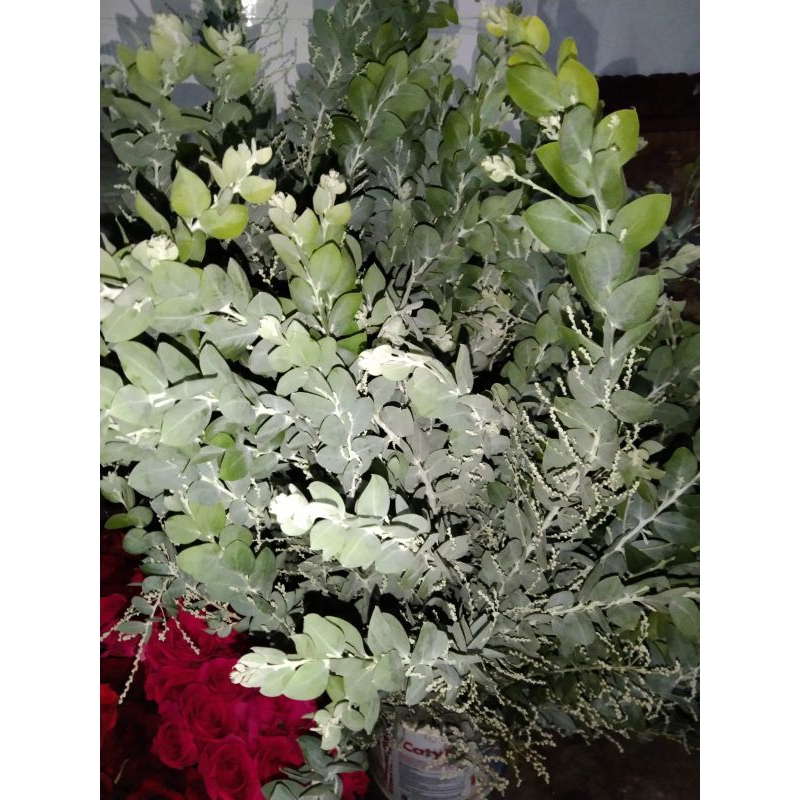 Jual Daun Silver Dollar Memusa Bunga Potong Dekorasi | Shopee Indonesia