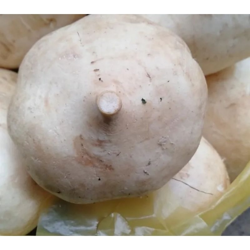 Jual Bengkoang 1kg | Shopee Indonesia