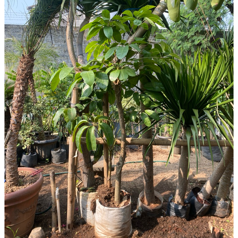 Jual Tanaman hias indoor outdoor walisongo / walisongo daun besar ...