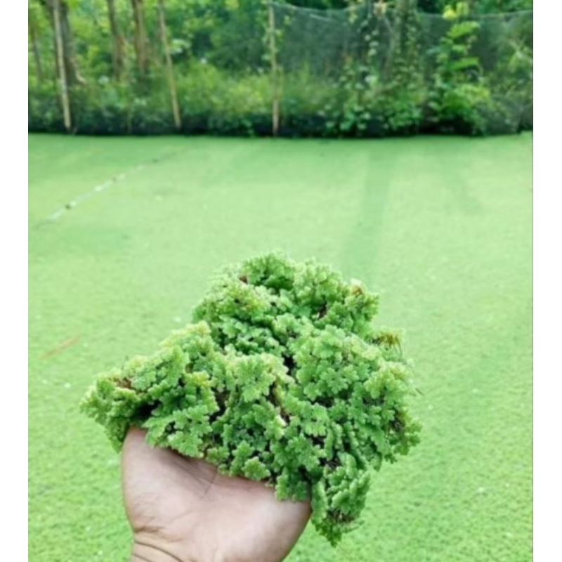 Jual bibit azolla 500grm | Shopee Indonesia