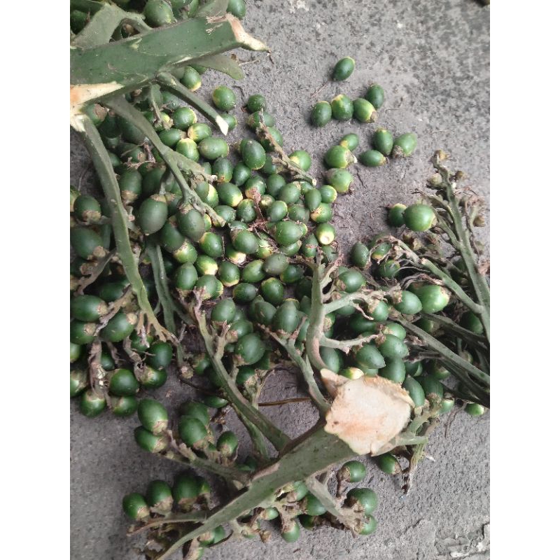 Jual pinang muda dan tua | Shopee Indonesia