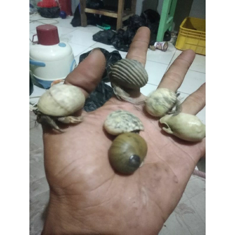 Jual 6 keong kelomang hidup ukuran 2-3cm | Shopee Indonesia