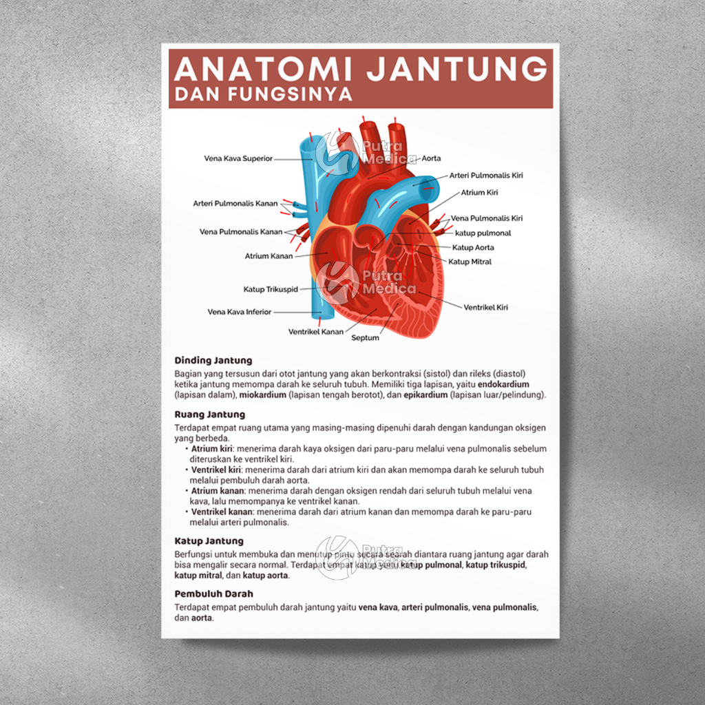 Jual Poster Kesehatan Anatomi Jantung A3+ / Gambar Edukasi Kedokteran ...