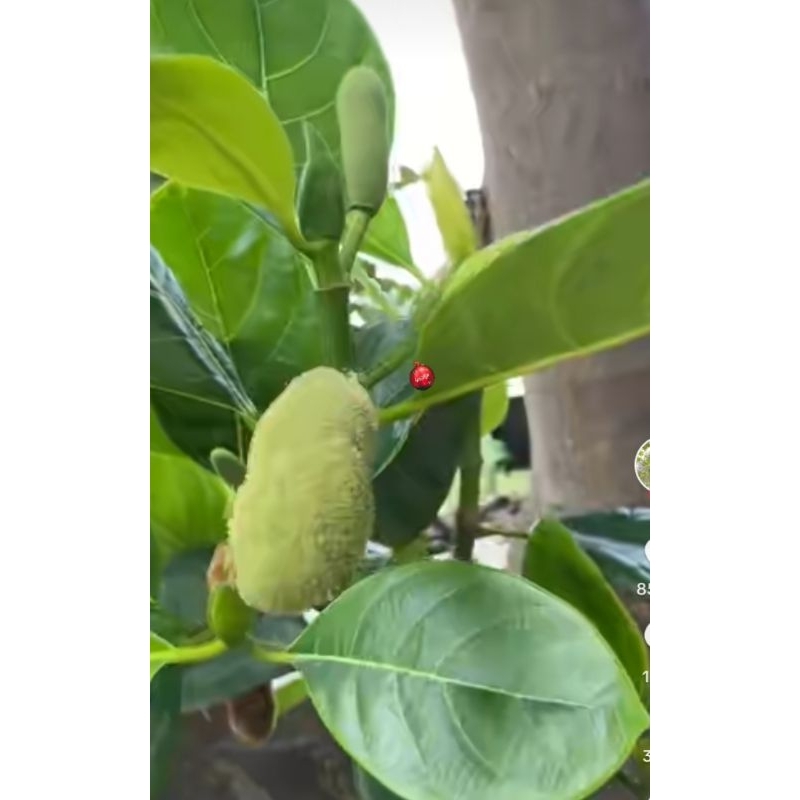 Jual babal nangka muda obat diare per 1 biji | Shopee Indonesia Jual babal nangka muda obat diare per 1 biji | Shopee Indonesia