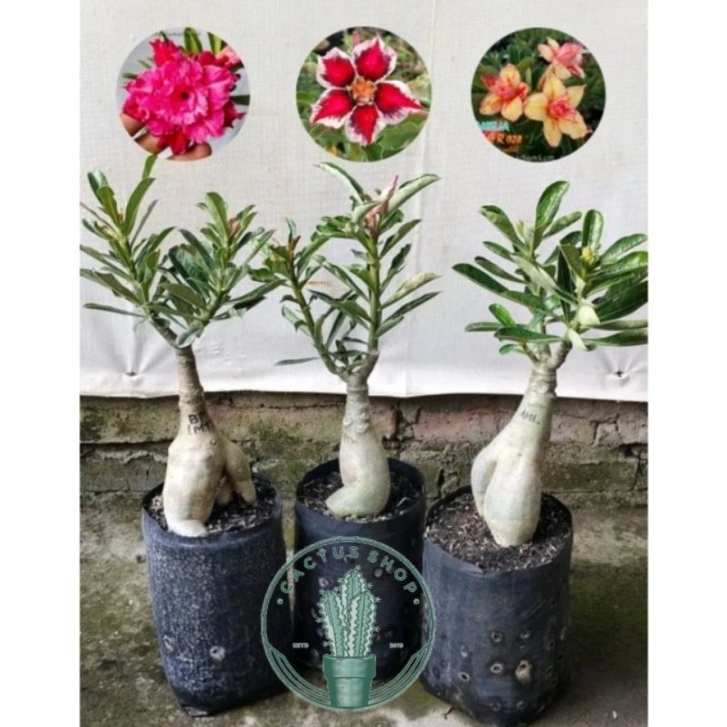 Jual ADENIUM PAKET VARIAN WARNA BUNGA TUMPUK PAKET 3 POHON ADENIUM ...