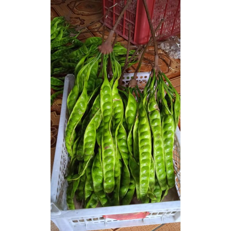 Jual Pete/petai 12papan/lonjor 40ribu dari lereng lawu stock ready ...
