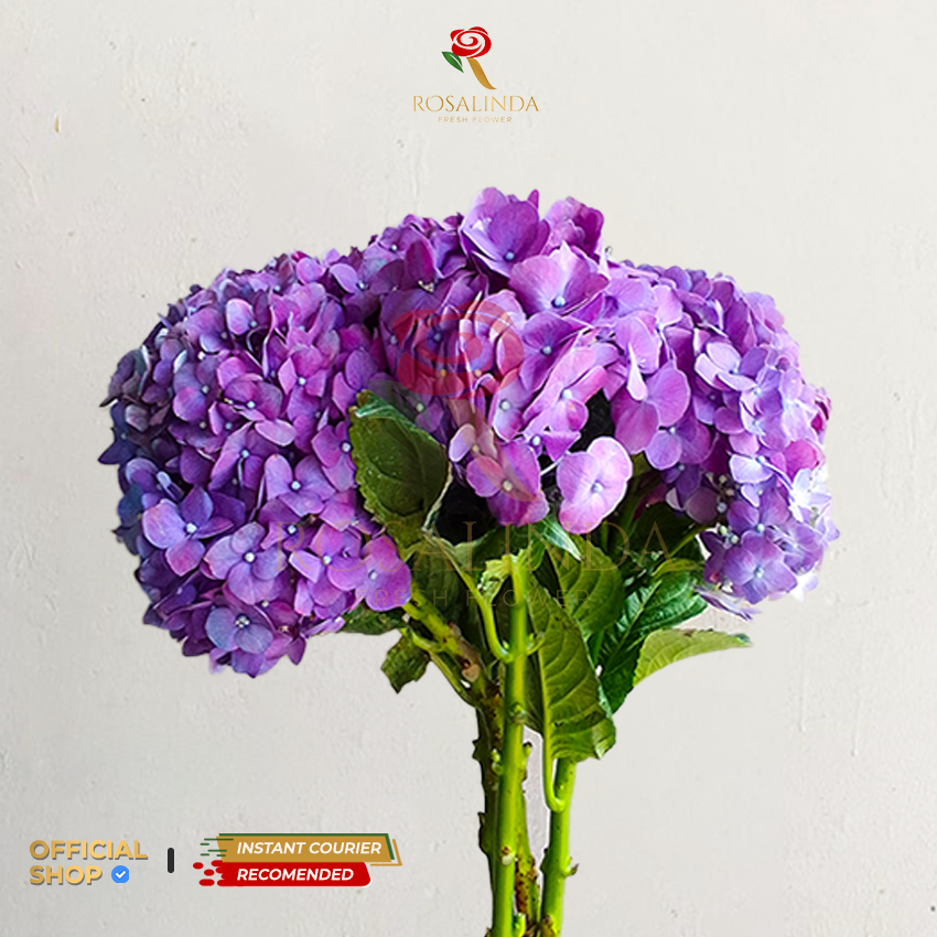 Jual Bunga Hortensia Ungu / Hydrangea / Bunga Potong Segar | Shopee ...