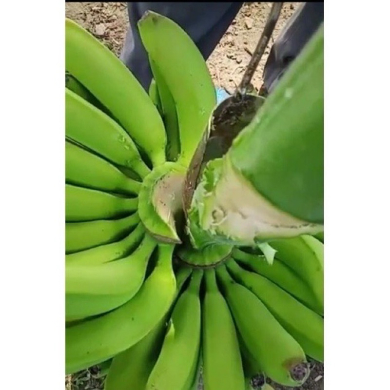 Jual ALAT SUSRUK PISANG BAHAN DARI BAJA ASLI COCOK UNTUK SEMUA JENIS ...