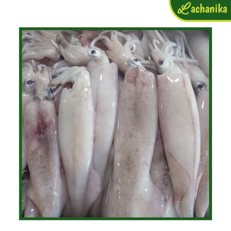 Jual Cumi Sotong Besar Fresh | Shopee Indonesia