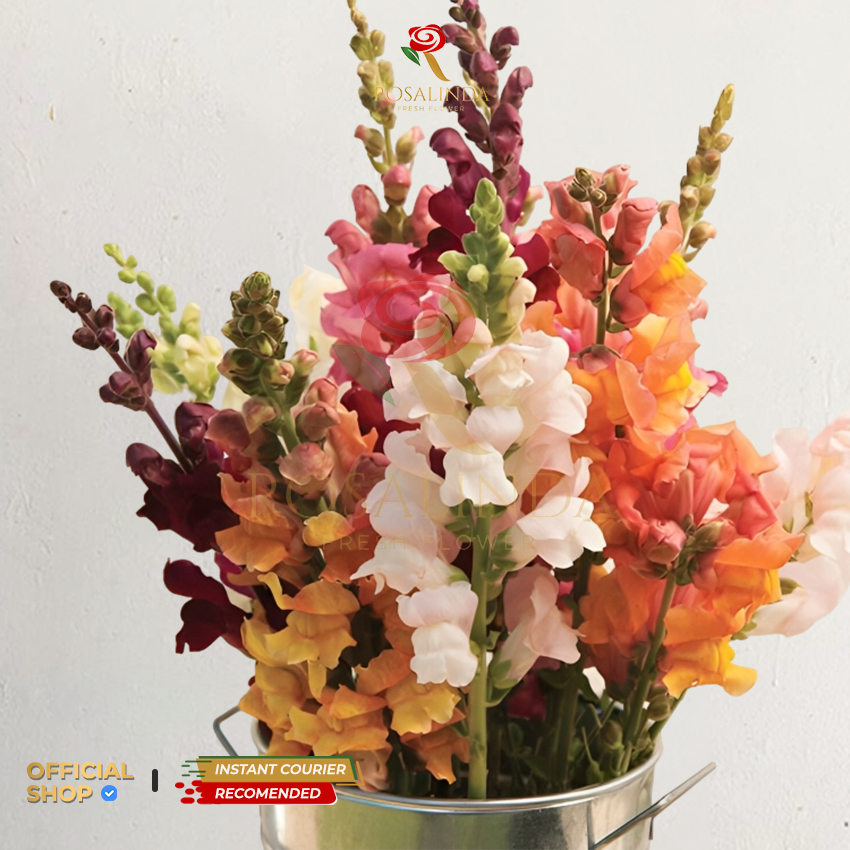 Jual Bunga Snapdragon / Bunga Potong Segar | Shopee Indonesia