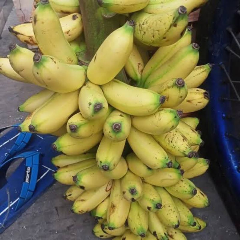 Jual PROMO!! BUAH PISANG MULI LAMPUNG PER TANDAN FULL UNTUK ACARA ...