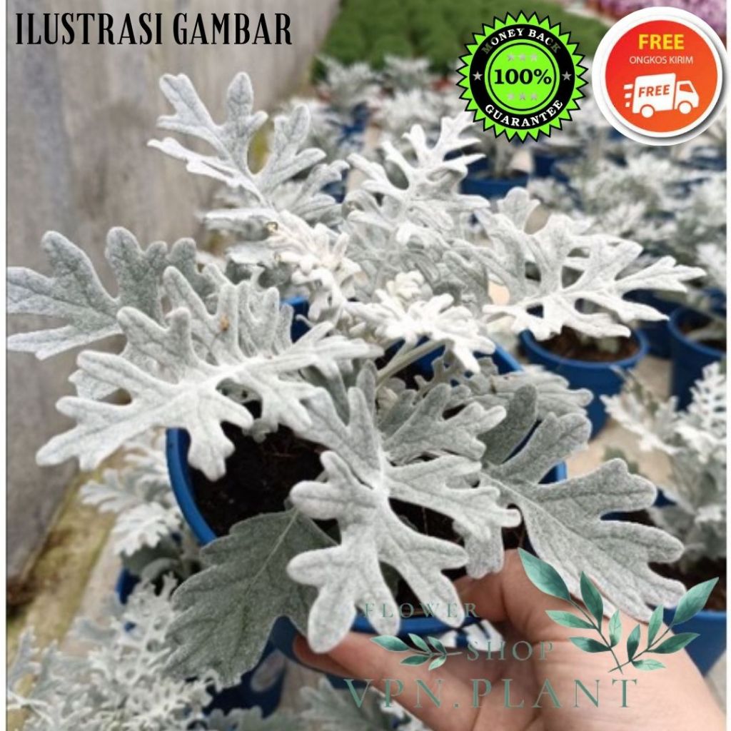 Jual TANAMAN HIDUP BUNGA PUTRI SALJU SILVERDUST MATAHARI COD PROMO ...