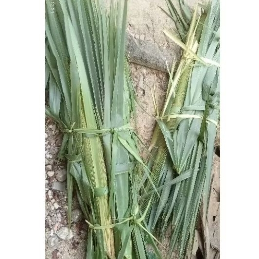 Jual Daun Lontar Siwalan Type Sedang (PUPUS LONTAR) BASAH FRESH ...