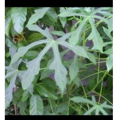 Jual Daun gedi sgar 5o lmbar daun herbal | Shopee Indonesia