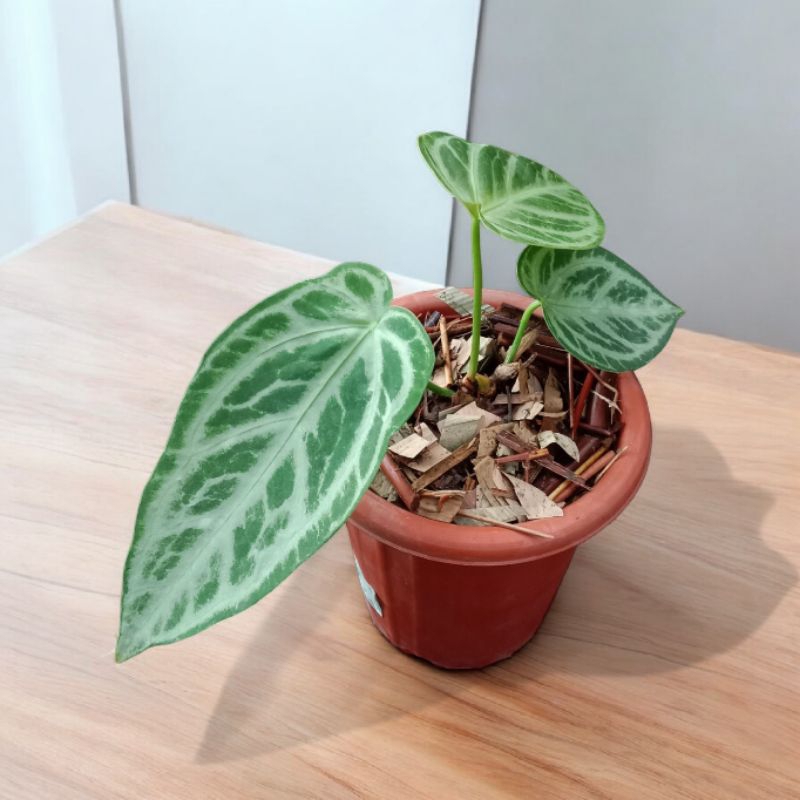 Jual Tanaman hias anthurium silver crom mutasi daun panjang ( real pick ...