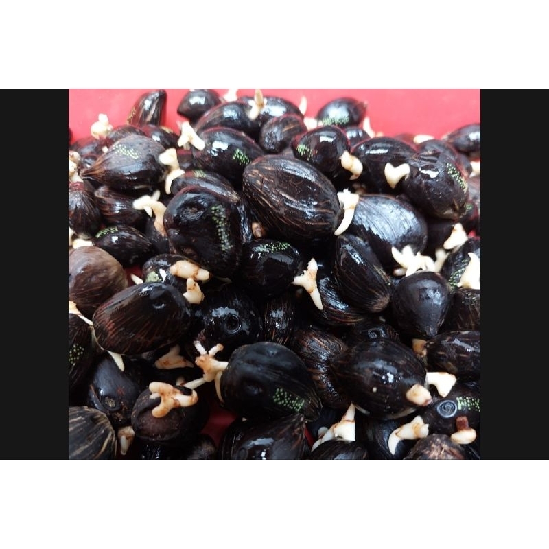 Jual 100 butir Benih bibit Polong Sawit PPKS DXP MEDAN | Shopee Indonesia
