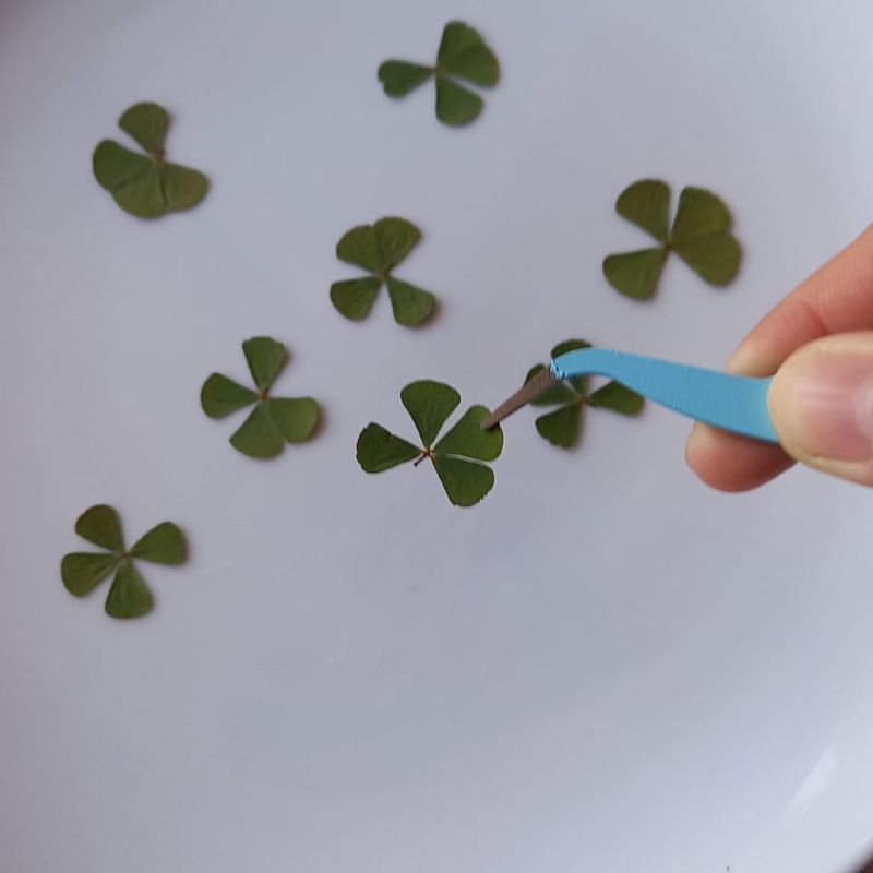 Jual pressed daun semanggi // pressed clover bunga kering semanggi ...