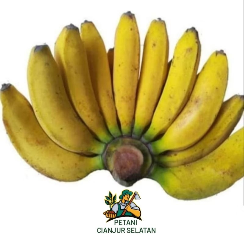 Jual 1kg Pisang Raja Bulu Super | Pisang Raja Madu | Pisang Raja KUL ...