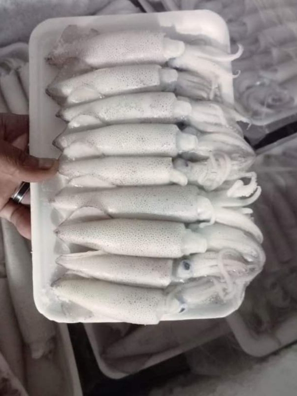 Jual Cumi Frozen Premium - Praktis, Segar, dan Siap Olah,~1kg | Shopee ...