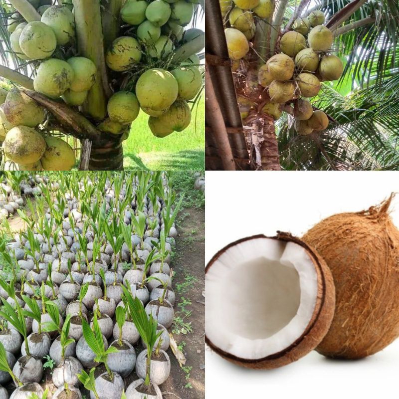 Jual Kelapa Pohon Kelapa Hijau, Pohon Kelapa Hibridaa | Shopee Indonesia