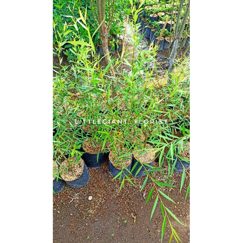 Jual Bibit Tanaman Pohon Liang Liu/ Babylon Willow(Pohon Perdu ...