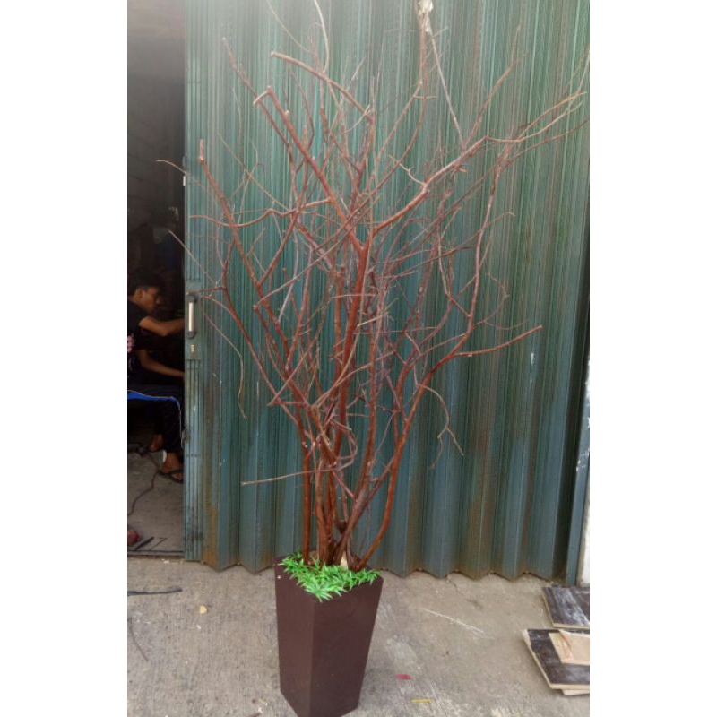 Jual ranting kayu rimbun/bunga plastik/bunga kering | Shopee Indonesia