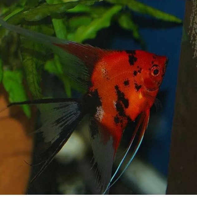 Jual Manfish Red Devil Veiltail Super Grade 2.5 cm - ETALASE | Shopee ...