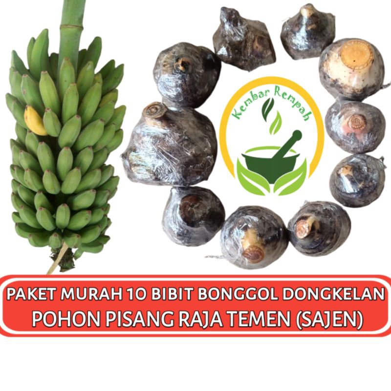 Jual Paket Murah 10 Bibit Bonggol Pisang Raja Temen Dongkelan Pohon ...