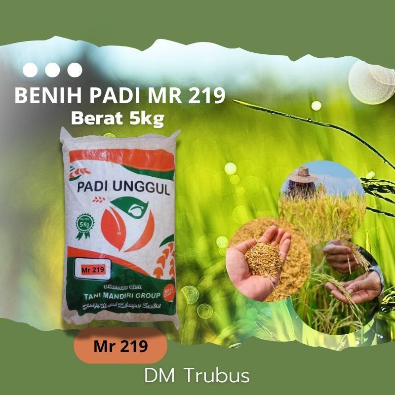 Jual BENIH PADI MR219 MR 219 BERAT 5 KG TAHAN TERHADAP LAHAN BERAIR ...