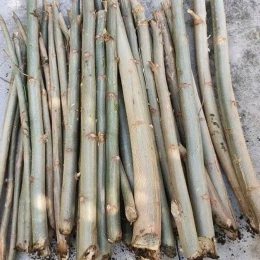 Jual STEK Bibit Daun Kelor / Moringa perbatang | Shopee Indonesia