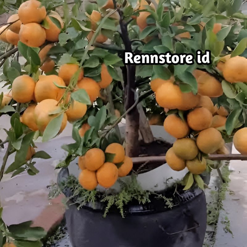 Jual Bibit Buah Jeruk Santang Madu Manis Sudah Berbuah Banyak | Shopee ...