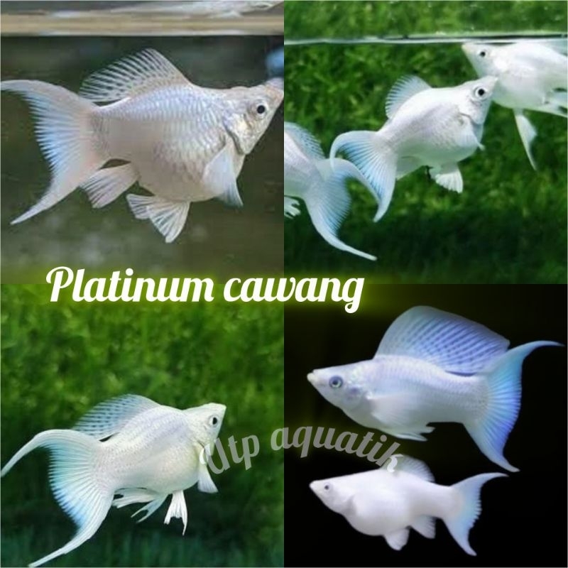Jual platinum cawang calon induk paket 10 josgandos uhuy | Shopee Indonesia