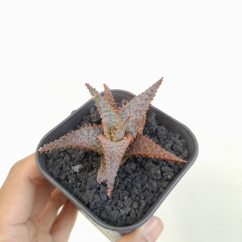 Jual Aloe Viper (Griffin Viper Hybrid) | Shopee Indonesia