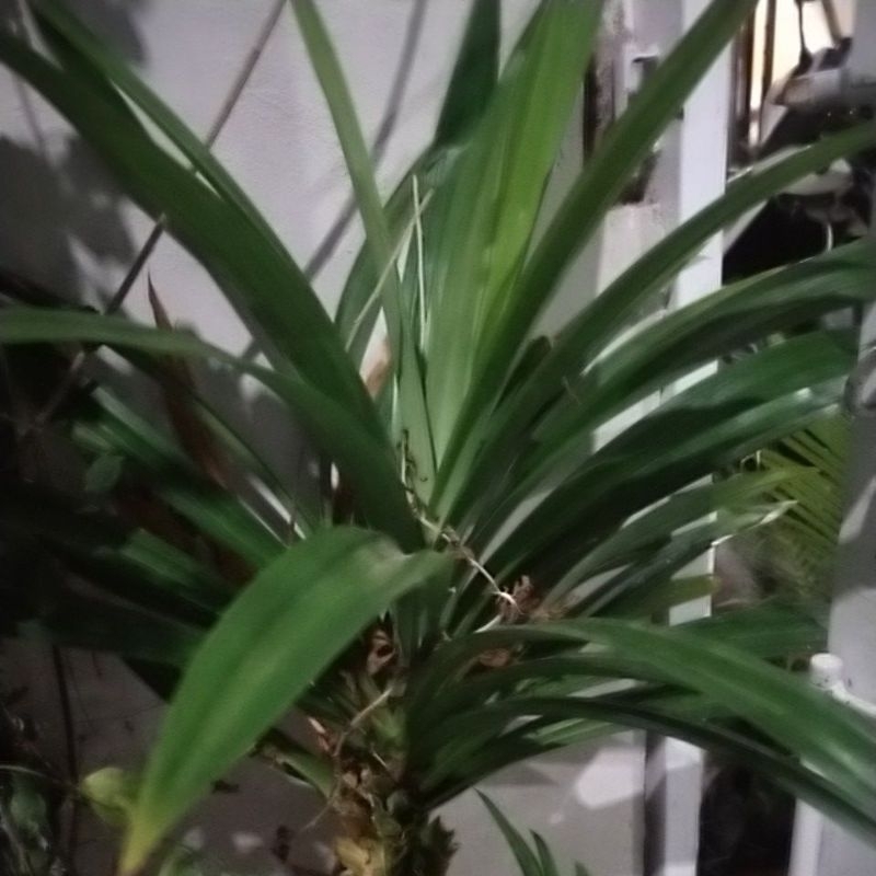 Jual daun pandan segar 1 ikat isi 10-15 lembar di petik saat pesanan ...