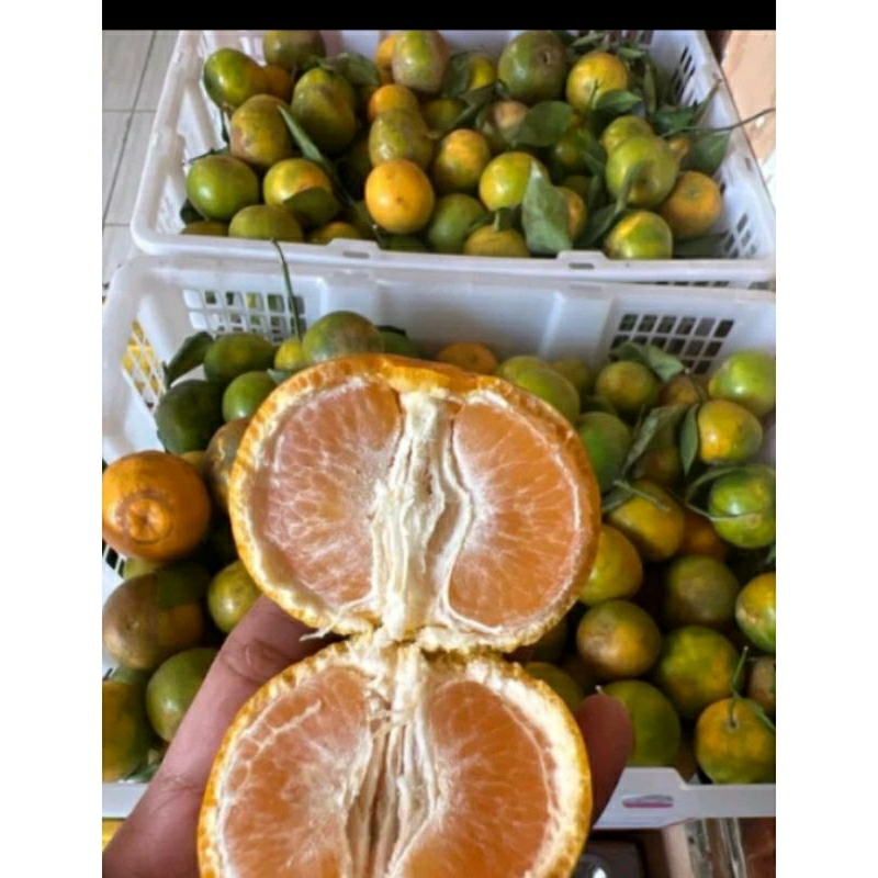 Jual Jeruk madu manis Semboro Jember 1 kg | Shopee Indonesia