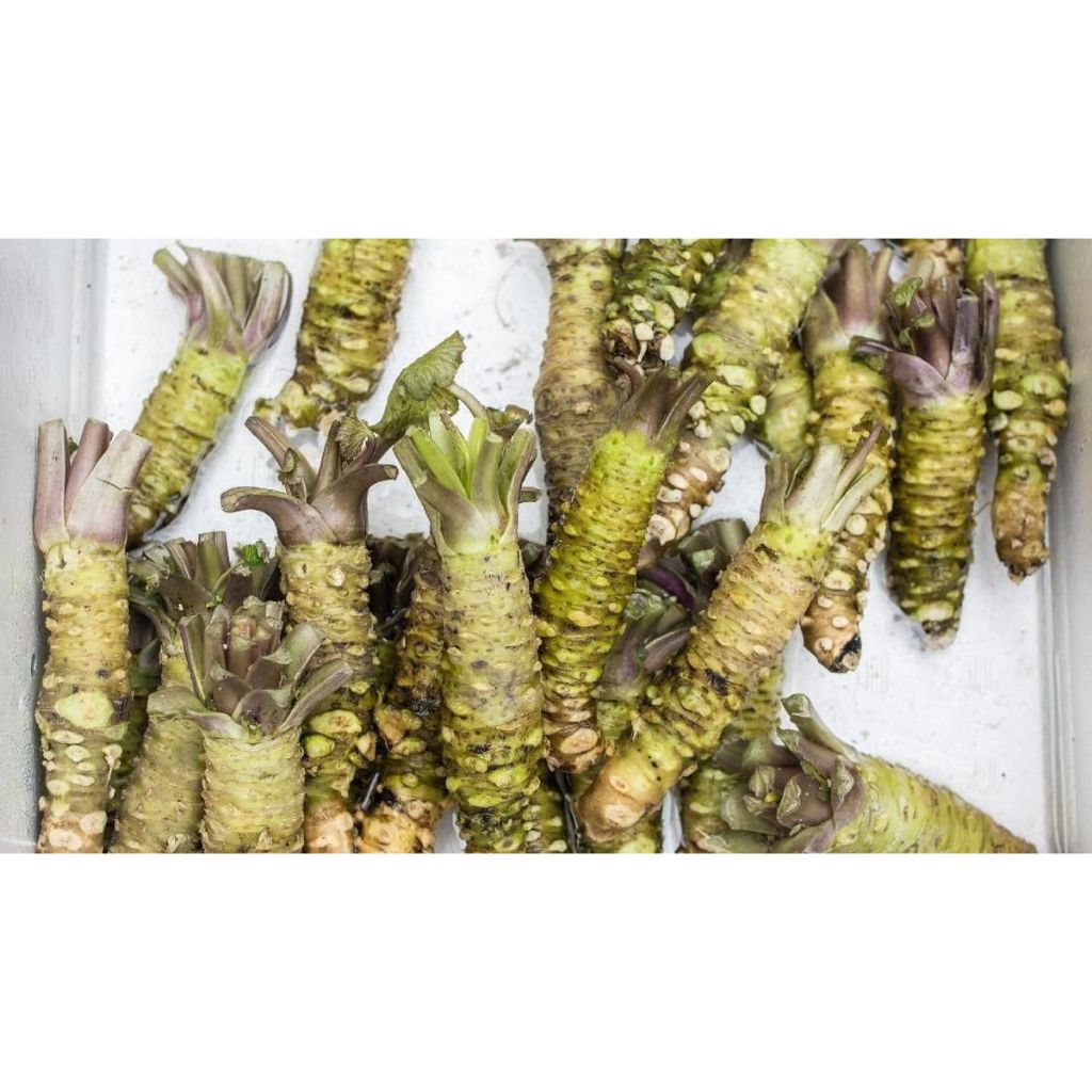 Jual Bibit Tanaman Bratawali / Brotowali - Siap Tanam - Tanaman Obat ...