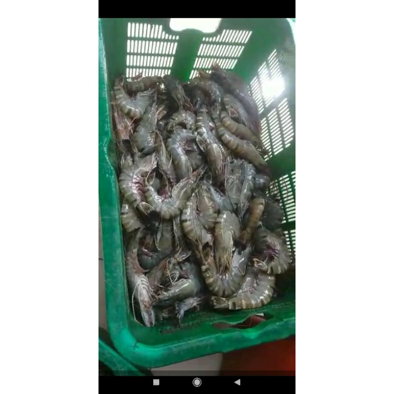 Jual Udang UTUH Black Tiger / Windu ( Frozen Shrimp) READY | Shopee ...