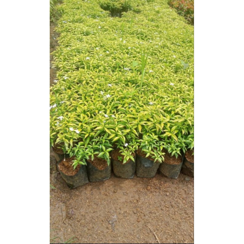 Jual melati mini kuning/rombusa mini kuning | Shopee Indonesia