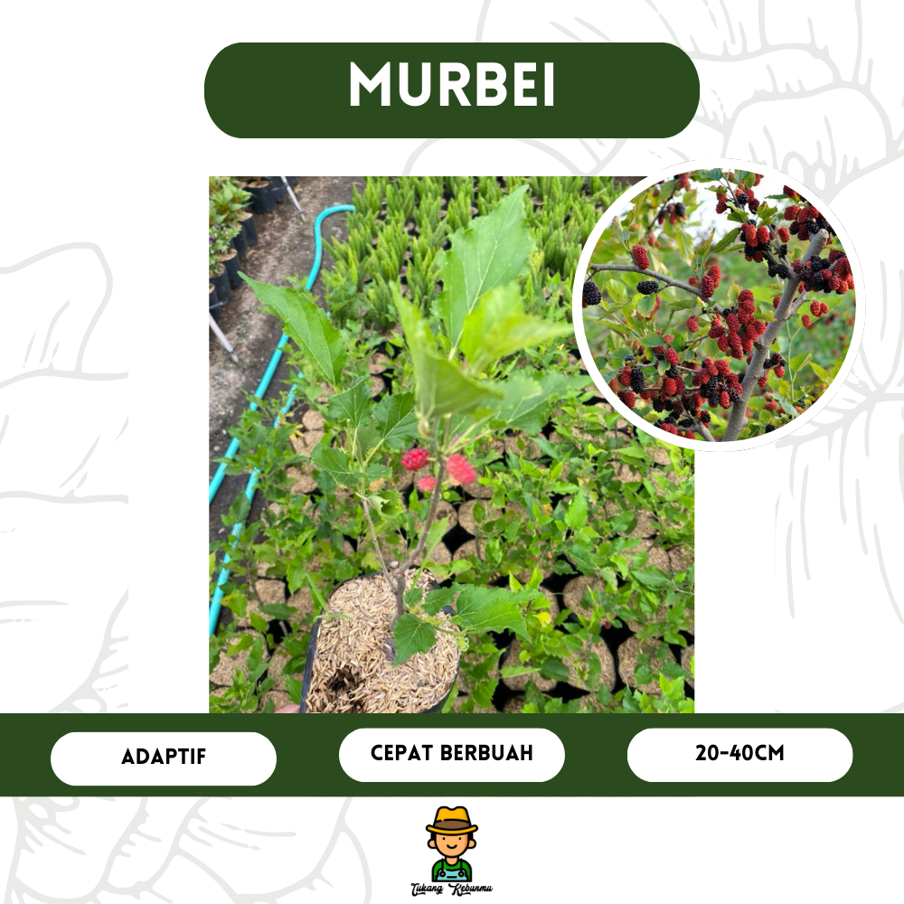 Jual Bibit Tanaman Buah Murbei Kondisi Berbuah Jumbo Bibit Mullbery ...