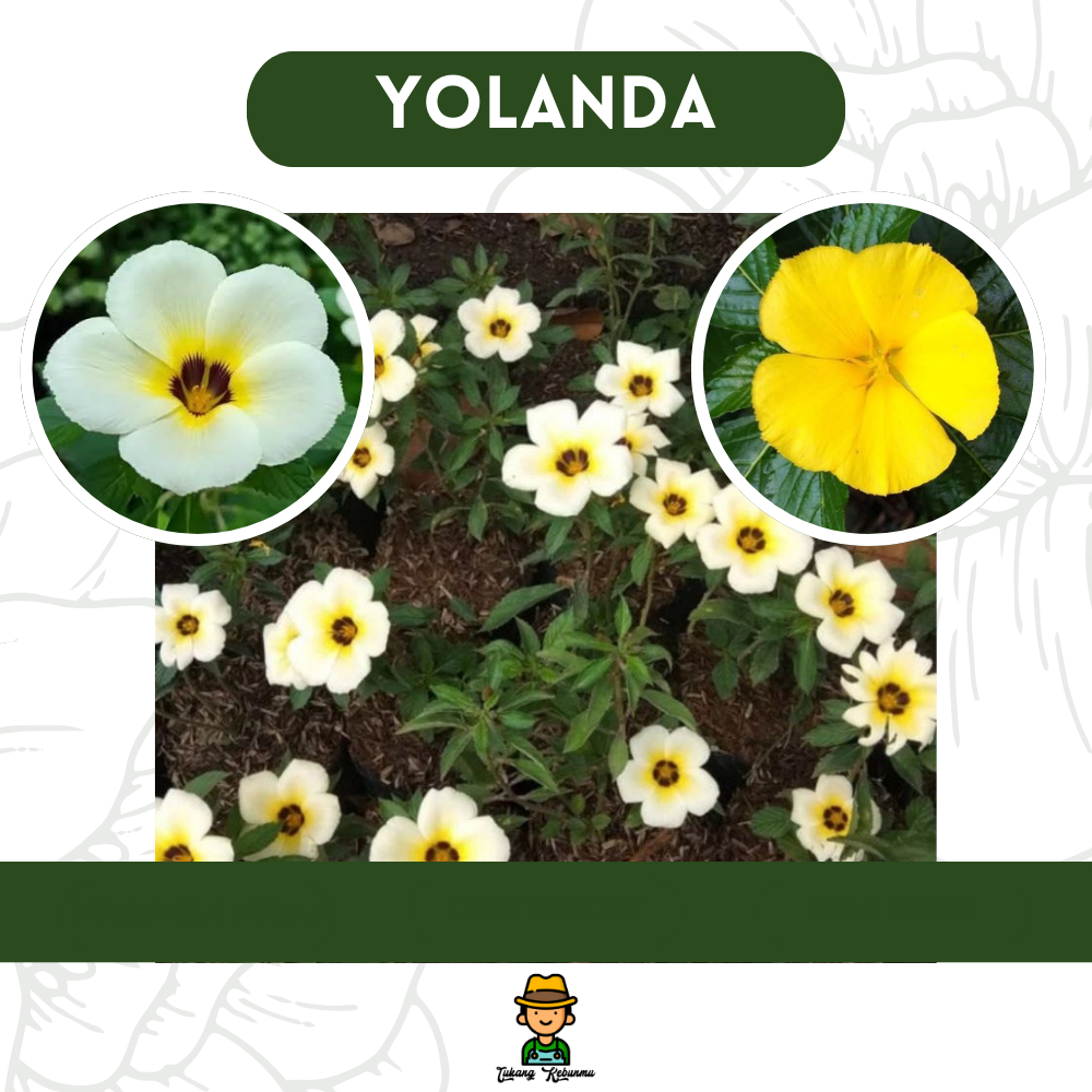 Jual Tanaman Hias Tunera Subulata - Yolanda Bunga Pukul Delapan Turnera ...