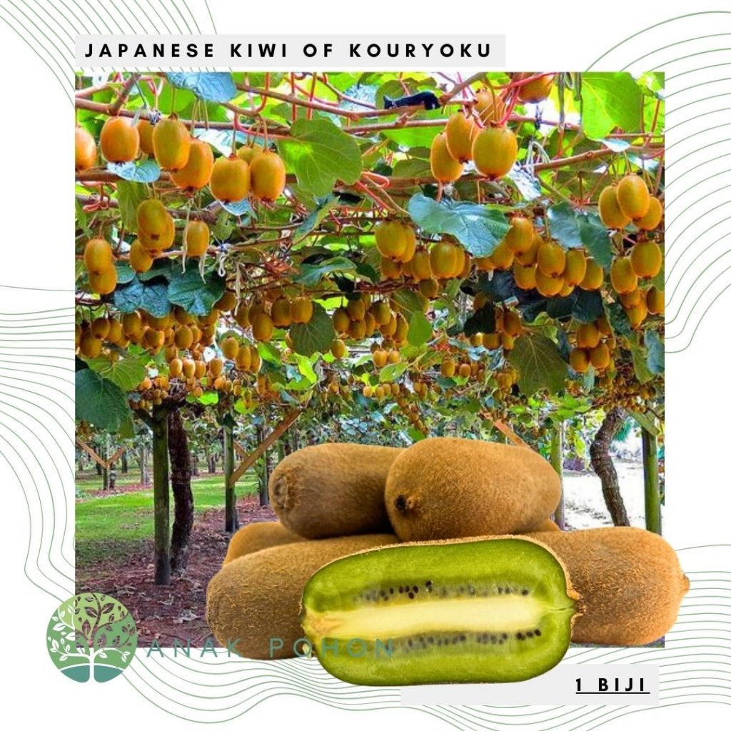 Jual Benih Bibit Biji - Japanese Kiwi of Kor Yoku Fruit Seeds - Sangat ...
