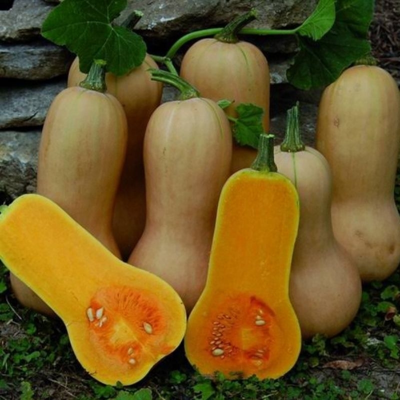 Jual BIBIT LABU MADU 🫒 20 BENIH 🫒 PRODUK NATURAL ORGANIK | Shopee Indonesia